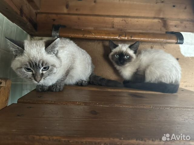 Кот и кошечка невские маскарадные