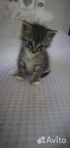Кошка