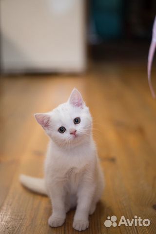 Шотланский прямоухий котенок