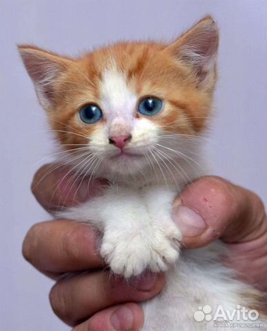 Славный рыжий котёнок ищет дом