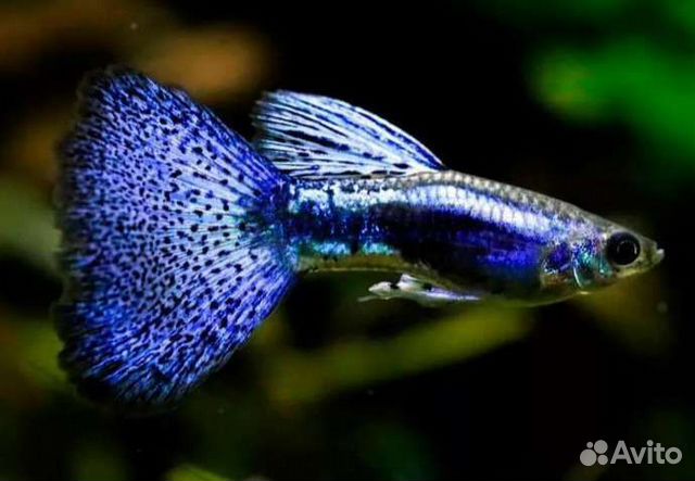 Аквариумные рыбки гуппи