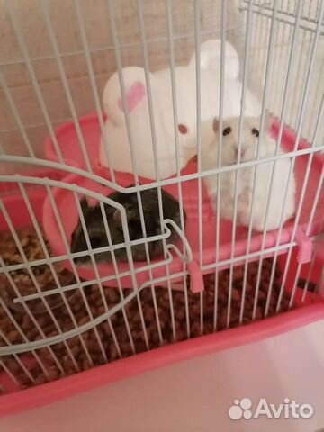 Джунгарские хомячки