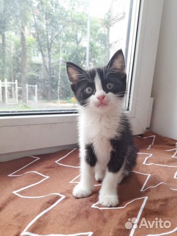 Котенок Матильда