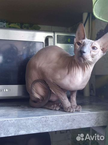 Донской сфинкс