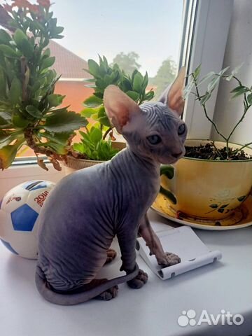 Канадский сфинкс котенок