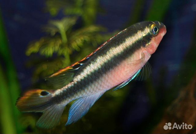 Пельвикахромис крибенсис (Попугай)