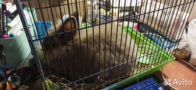 Декоративные кролики в добрые руки