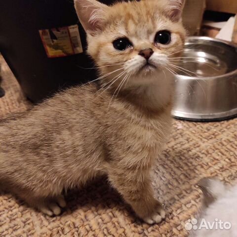 Котята