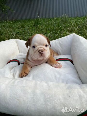 Английский бульдог мальчик