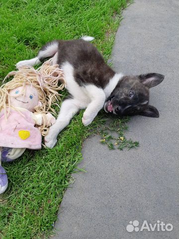 Щенок в добрые руки бесплатно