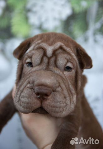 Шоколадный малышок-шарпейчик