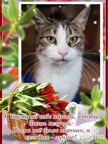 Чудесная красавица кошечка Молли ищет дом