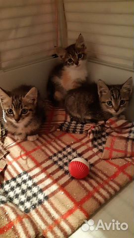 Котятки,спасенные с поля