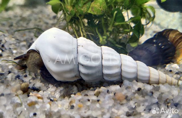 Улитка белый кролик