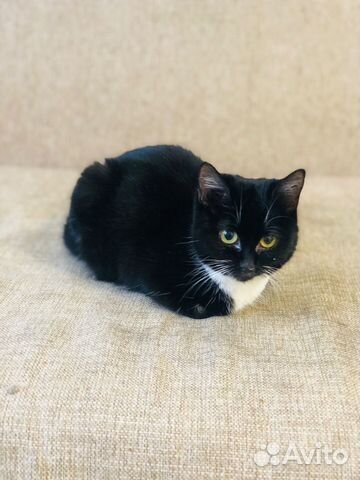 Котенок в добрые руки