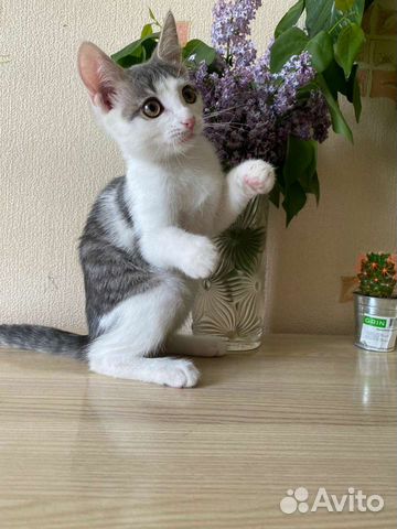 Котенок девочка бесплатно