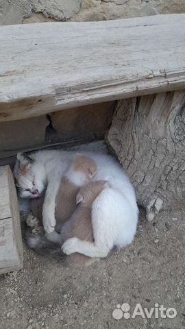 Котята и кошка родила 2недели назад милые