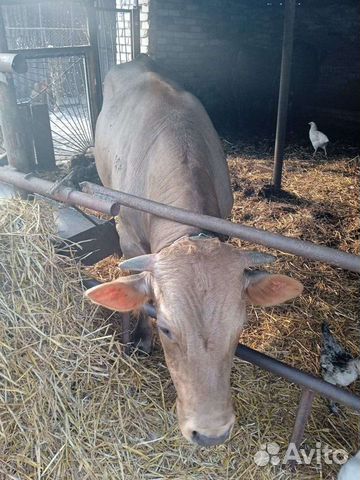 Бык породы швиц