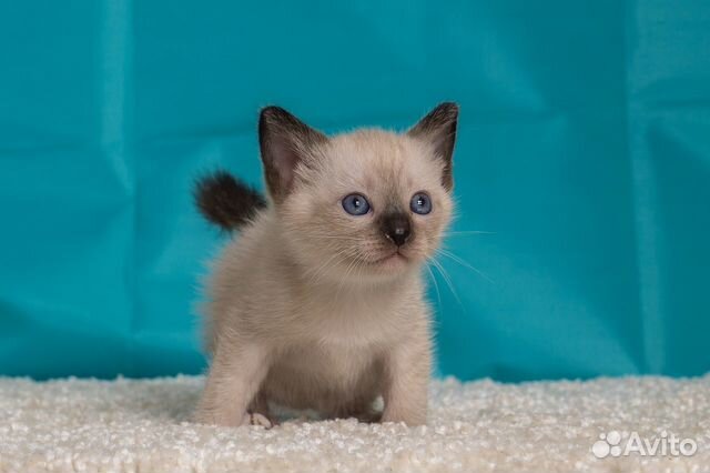 Мальчики Тойбоб