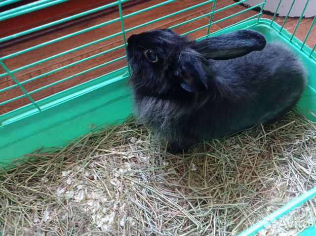 Декоративные кролики