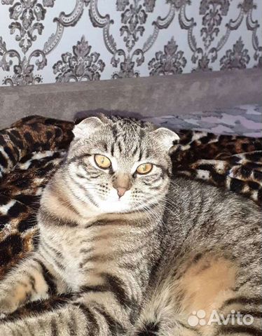 Вислоухая кошечка