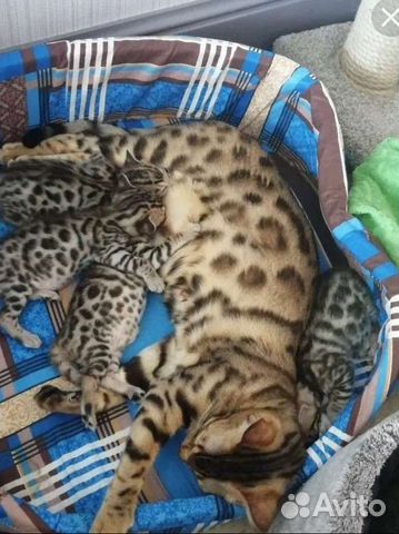 Бенгальские котята