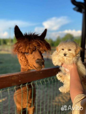 Щенки мальтипу (мальтезе и пудель)