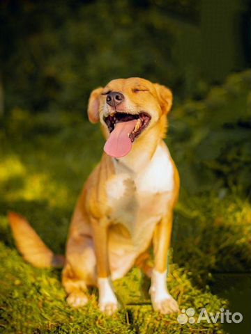 Собака Булка ищет дом