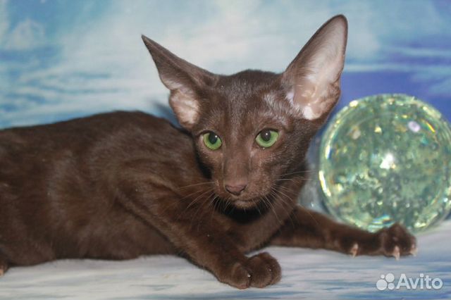 Ориенталка Гавана