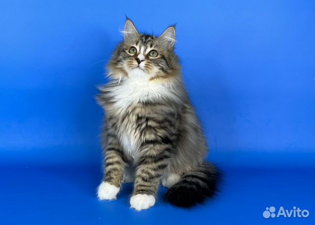 Сибирский котенок