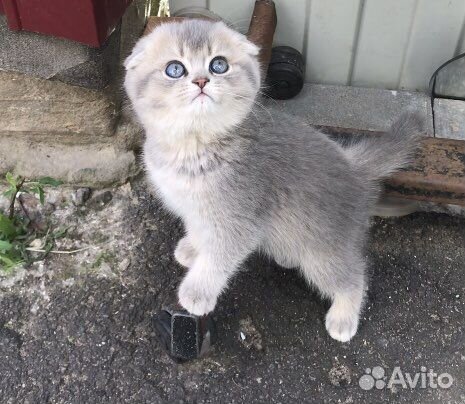 Британские котята шиншилла