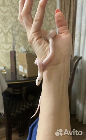 Техасский полоз