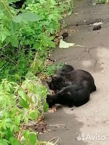 Кошки в добрые руки бесплатно