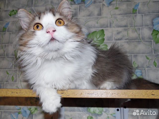 Кот