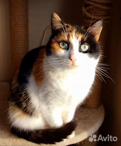 Кошечка Мелисса на счастье