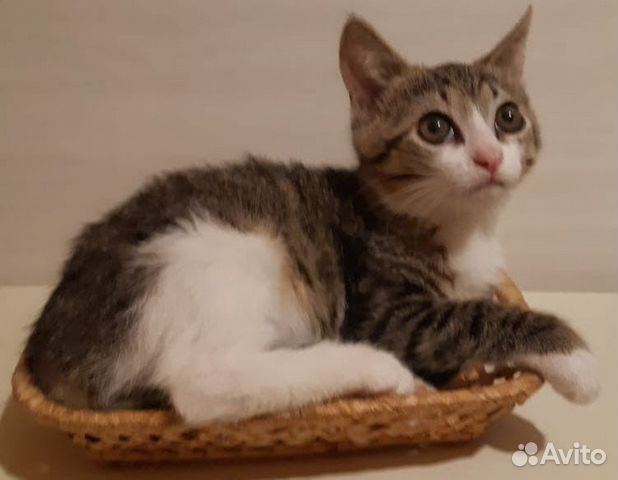 Маленький Котенок ищет дом в дар
