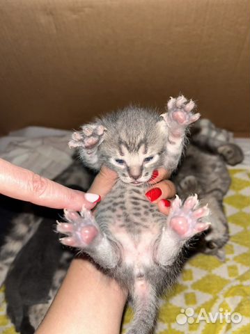 Вислоухие котята