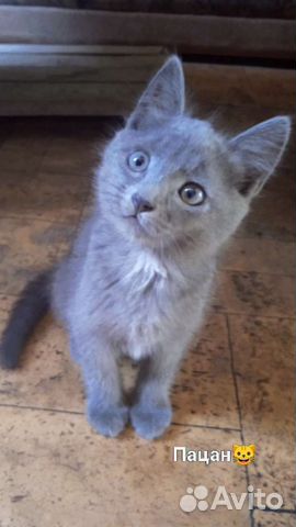 Отдам котят в добрые руки