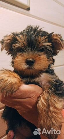 Йоркширский терьер щенки