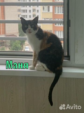 Кошка Маня ищет дом