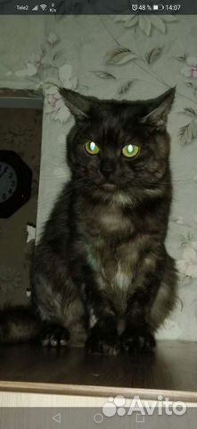 Кошка