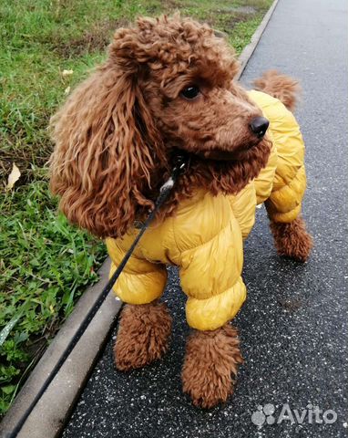 Карликовый пудель вязка