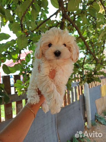 Мальтипу эксклюзив красавчик глазки не текут