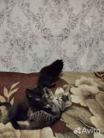 Раздам котят бесплатно,1.5 месяца.ходят в лоток