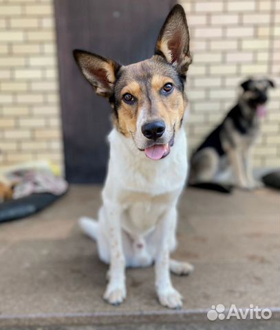 Щенок Патрик в добрые руки