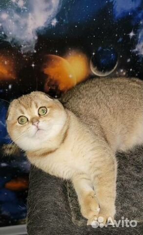 Вислоухая золотая кошка