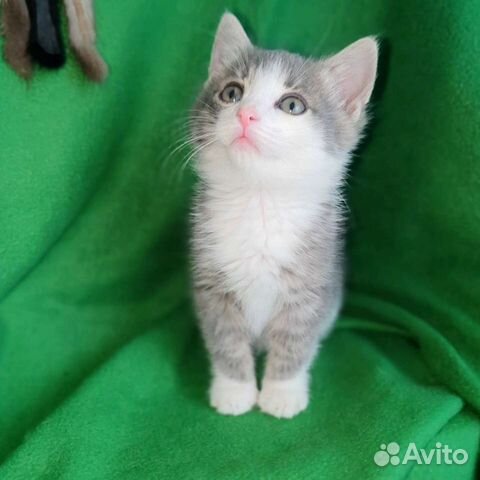 Плюшевый котёнок с белыми лапками в добрые руки
