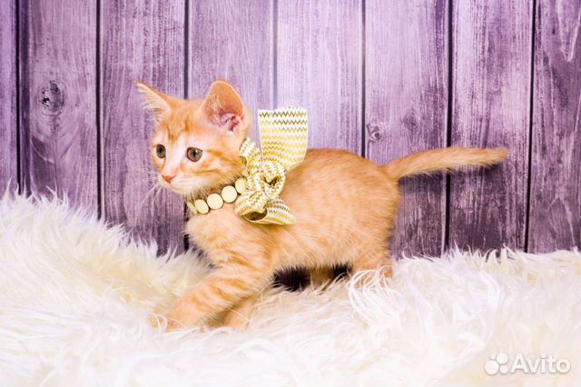 Рыжая девочка,котенок Санни