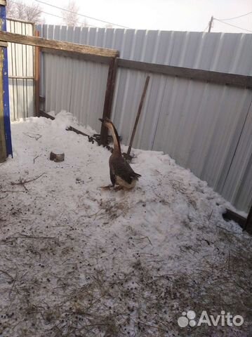 Гусь китайский, козлята