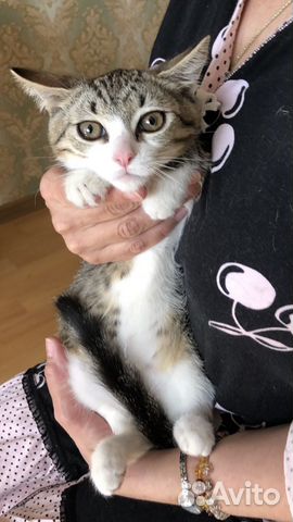 Котенок энерджайзер в добрые руки, в дар